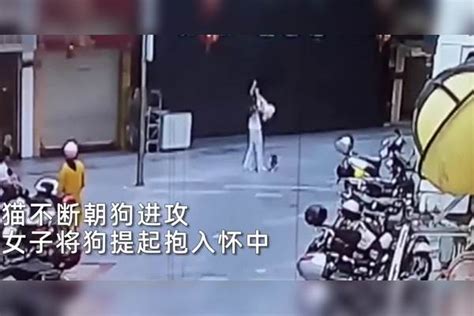 女子遛狗时遭恶猫狂扑，抱狗慌乱躲闪狼狈不堪，猫却步步紧逼抱狗女子