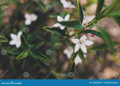 Native Australian White Eriostemon Philotheca Plant With Tiny Flowers Close Up Shot Stock Image
