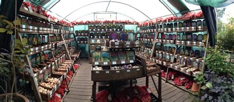 Crocus Species Tom Ruby Giant Pack Of 31 Bulbs Bunkers Hill Plant Nursery