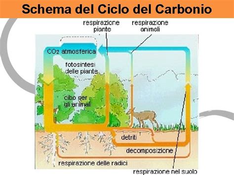 Unit Didattica Di Chimica IL CICLO DEL CARBONIO