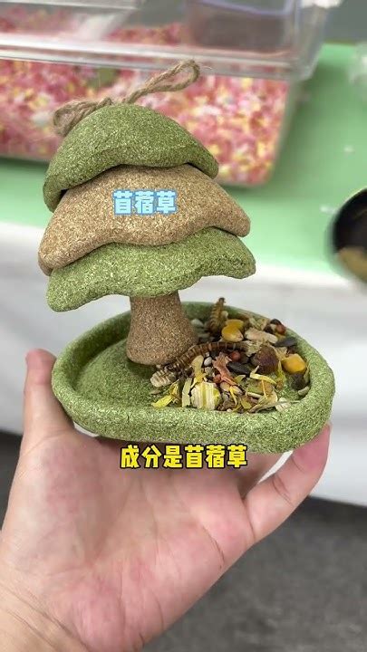 仓鼠一到晚上就咬笼子怎么办？仓鼠 鼠鼠我呀 养鼠日常分享 Youtube