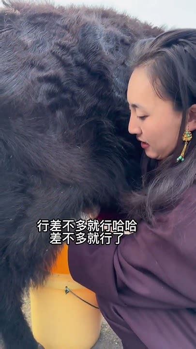 淳樸牧民，被她的善良樂觀深深感動（5） Youtube