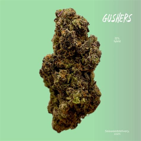 Gushers Hybrid Weed Strain 32 Thc Seaweed Flower Hoz Line Seaweeddelivery
