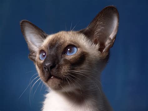 Gatto Siamese Prezzo Carattere E Cosa Sapere Sulla Razza Greenstyle