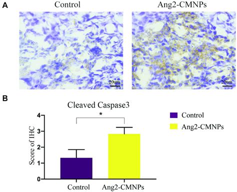 Ang2 Cmnps Increased Caspase 3 Activity A Cleaved Caspase 3 Positive Download Scientific