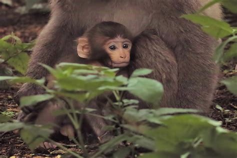 Affenberg In Landskron Über 160 Japanmakaken Wie In Freier Wildbahn