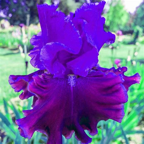 Iris Bulbs Planting Bulbs Ornamental Perennial Non Artificial Herbs