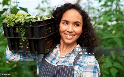 농업 작업 흑인 여성 농부 및 수확 신선한 제품 및 유기농 농업에서 상자에있는 야채 농장 노동 환경 및 농장 일하는 동안 미소 짓고 녹색 지속 가능성 20 24세에 대한