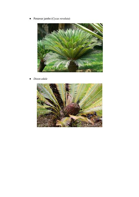 Solution Klasifikasi Gymnospermae Berserta Pengertian Ciri Ciri Dan Contoh Gambar Lengkap