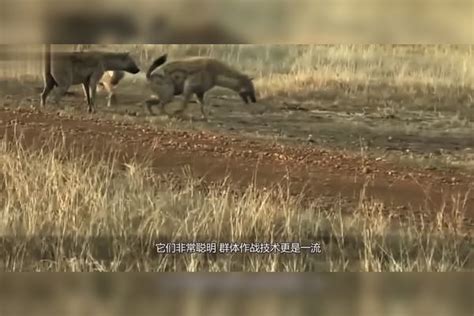 鬣狗围攻落单的野牛，直接活吃掏肛，野牛疼的嗷嗷叫！