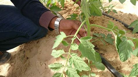 المرحلة الاولي لتربية وتقليم الطماطم داخل البيوت المحمية Cultivation