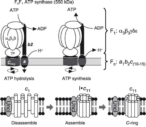 1 Schematics Of F O F 1 ATP Synthase Upper F O F 1 Catalyzes Download Scientific Diagram