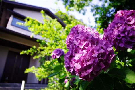 紫陽花のある庭園 GANREF