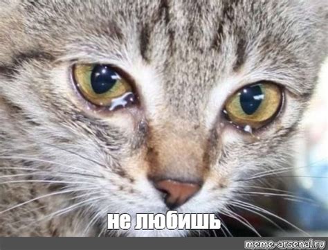 Мем не любишь Все шаблоны Meme arsenal
