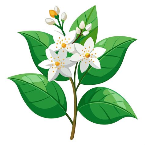 Jasmine Flower Clipart Cartoon Style Vector Illustration Premium AI Generated Vector