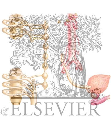 Innervation Of The Urinary Bladder And Lower Ureter