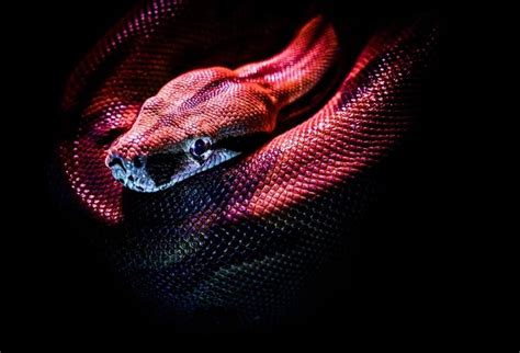 Vivir lejos de la naturaleza dispara fobias hacia arañas y serpientes
