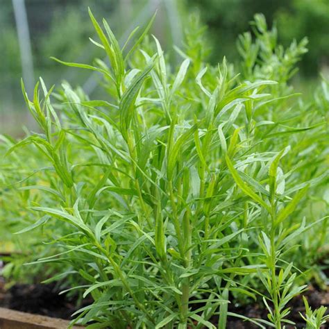 Seminte De Tarhon Rusesc Tarragon Russian Artemisia Dracunculus