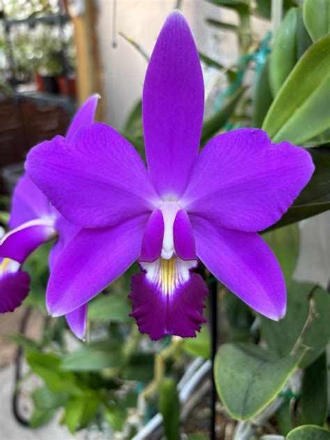This Is My Favorite Orchid In My Collection Currently Rorchids