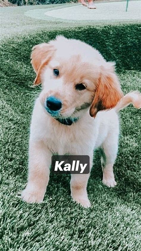 🐶 Nombres Para Perritos O Perritas Chiquitas 🐶 Nombres Bonitos Para