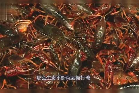 越南人快被逼疯了向世界各国呼救它们为啥不去中国 世界 越南 中国