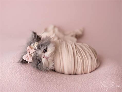 How To Help A Cat Give Birth With Pictures Artofit