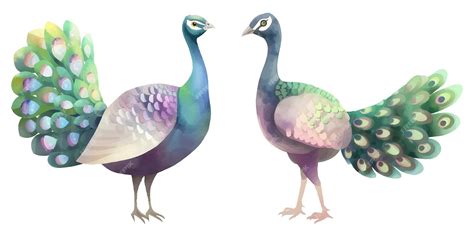 Premium Vector Cute Peacock Watercolour Vector Illustration