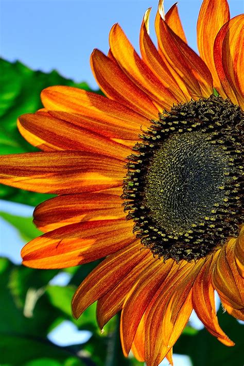 Sunflower Colors Unique Color Choices Beyond Yellow