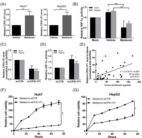 B Hif 1α Activity Was Significantly Decreased In Melatonin Treated