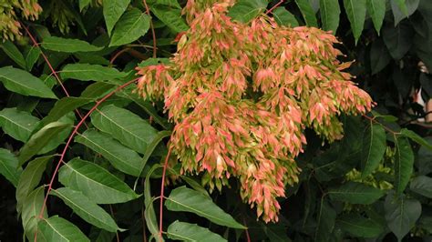 Tree Of Heaven