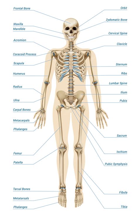 Esqueleto Humano Y Sus Partes Pdf Pdf 59 Off
