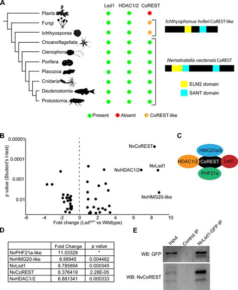 The Corest Complex Is Present In Nematostella A Phylogenetic Tree