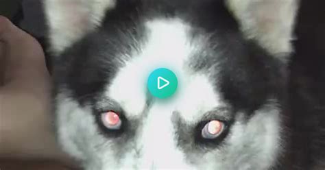 Demond Hell Hound Cat Album On Imgur