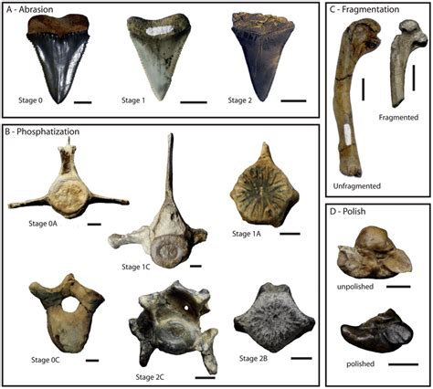 ﻿examples Of Bone Modifications On Representative Vertebrate Fossils
