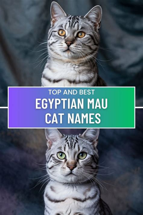 Scientist Cat Names Chemistry Physics And Scientific Naming Ideas For