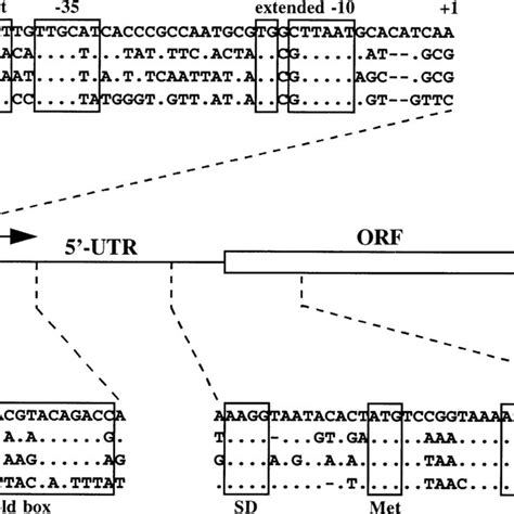 Sequence Comparison Of Csp Genes Comparison Of Characteristic Regions