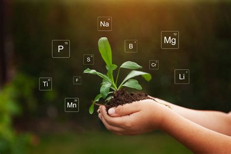 Macro X Micronutrientes Diferenças E Necessidades Para O