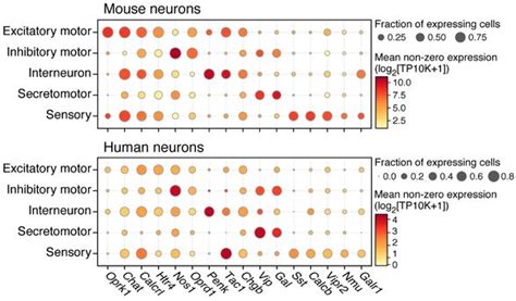 The Enteric Nervous System Of The Human And Mouse Colon At A Single Cell Resolution Prelights