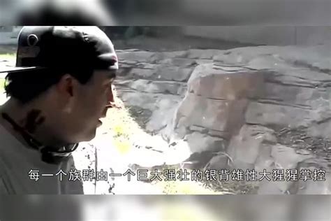 厉害！银背大猩猩的爆发力有多强？一巴掌就能把老虎的腰拍断？爆发力大猩猩老虎