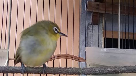 Pleci Dakun Merapi Belajar Gacor YouTube
