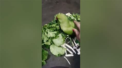 मूली का पराठा😂😂parrot Comedyvideos Sonbhadra Youtube