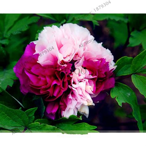 10 шт пакет многолетнее растение в виде цветка пиона Флорес редких множество различных