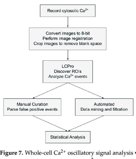 Whole Cell Ca 2 Oscillatory Signal Analysis Workflow The Schematic