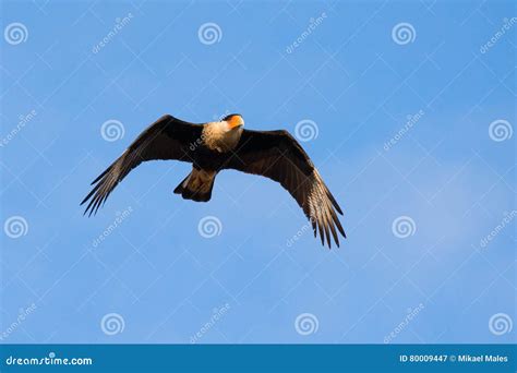 Caracara In Flight Stock Image Image Of Black Nature 80009447