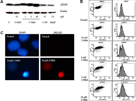 effects of test compounds on histone h2ax expression determined by