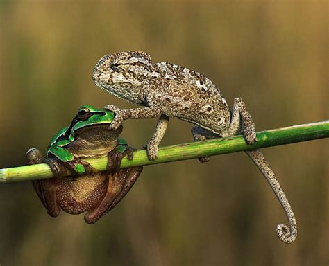 220 600 Amfibia Foto Stok Potret And Gambar Bebas Royalti Istock