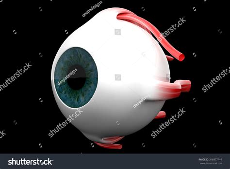 Human Eye Dissection Anatomy Stock Illustration 316877744 Shutterstock