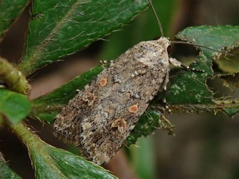 シロイチモジヨトウ Spodoptera exigua