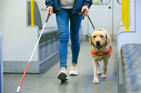 私たち人間をサポートしてくれる補助犬とは？｜種類や能力をご紹介