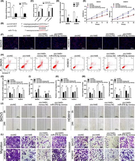 Hsa Circ 0001445 Regulates Cell Proliferation Apoptosis Invasion And